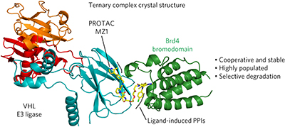 PROTAC 选择性蛋白质降解协同识别的结构基础,Nature Chemical Biology - X-MOL