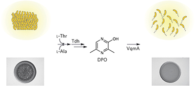 A Vibrio cholerae autoinducer–receptor pair that controls biofilm ...