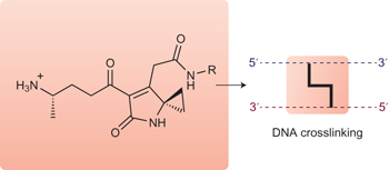The colibactin warhead crosslinks DNA,Nature Chemistry - X-MOL