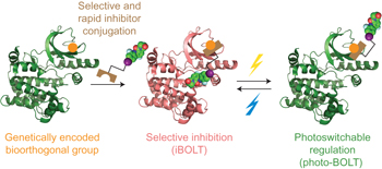 Selective, rapid and optically switchable regulation of protein ...