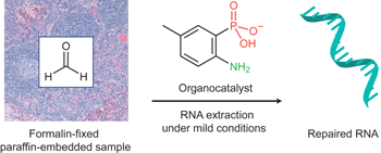 Organocatalytic removal of formaldehyde adducts from RNA and DNA bases ...