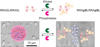 Phosphorylation-mediated RNA/peptide complex coacervation as a model for intracellular liquid ...