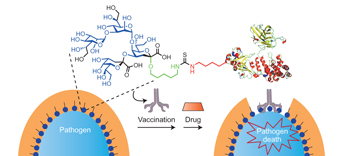 基于包含核心脂多糖四糖Hep 2 Kdo 2 的糖缀合物的抗菌疫苗接种策略 ,Nature Chemistry - X-MOL