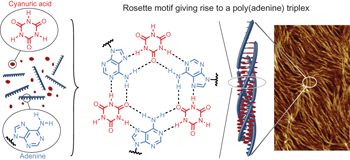 Reprogramming the assembly of unmodified DNA with a small molecule ...