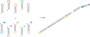 An autonomous molecular assembler for programmable chemical synthesis ...