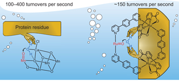 A supramolecular ruthenium macrocycle with high catalytic activity for ...