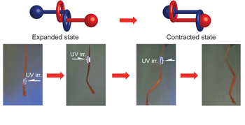 Fast response dry-type artificial molecular muscles with [c2]daisy ...