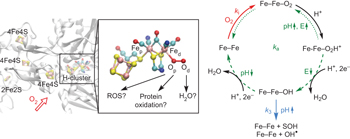 FeFe 氢化酶中 O 2 扩散和还原的机制,Nature Chemistry - X-MOL