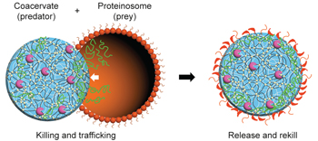 Predatory behaviour in synthetic protocell communities,Nature Chemistry ...