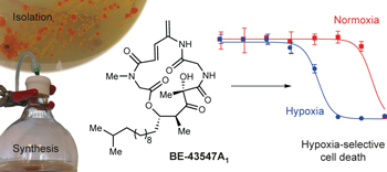Synthesis of ent-BE-43547A1 reveals a potent hypoxia-selective ...