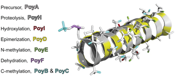 Seven enzymes create extraordinary molecular complexity in an ...