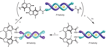 Dynamic control of chirality and self-assembly of double-stranded ...