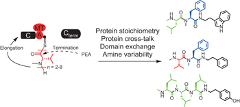 Entomopathogenic bacteria use multiple mechanisms for bioactive peptide ...