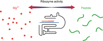 Simple peptides derived from the ribosomal core potentiate RNA ...