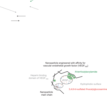 A polymer nanoparticle with engineered affinity for a vascular ...