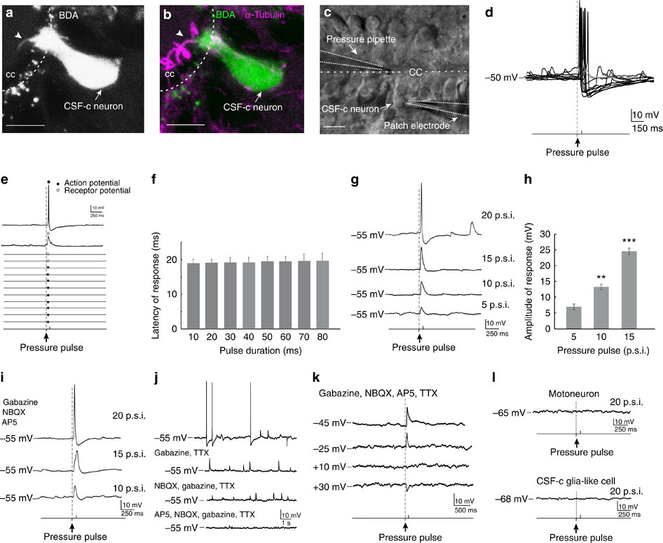 Ciliated neurons lining the central canal sense both fluid movement and ...
