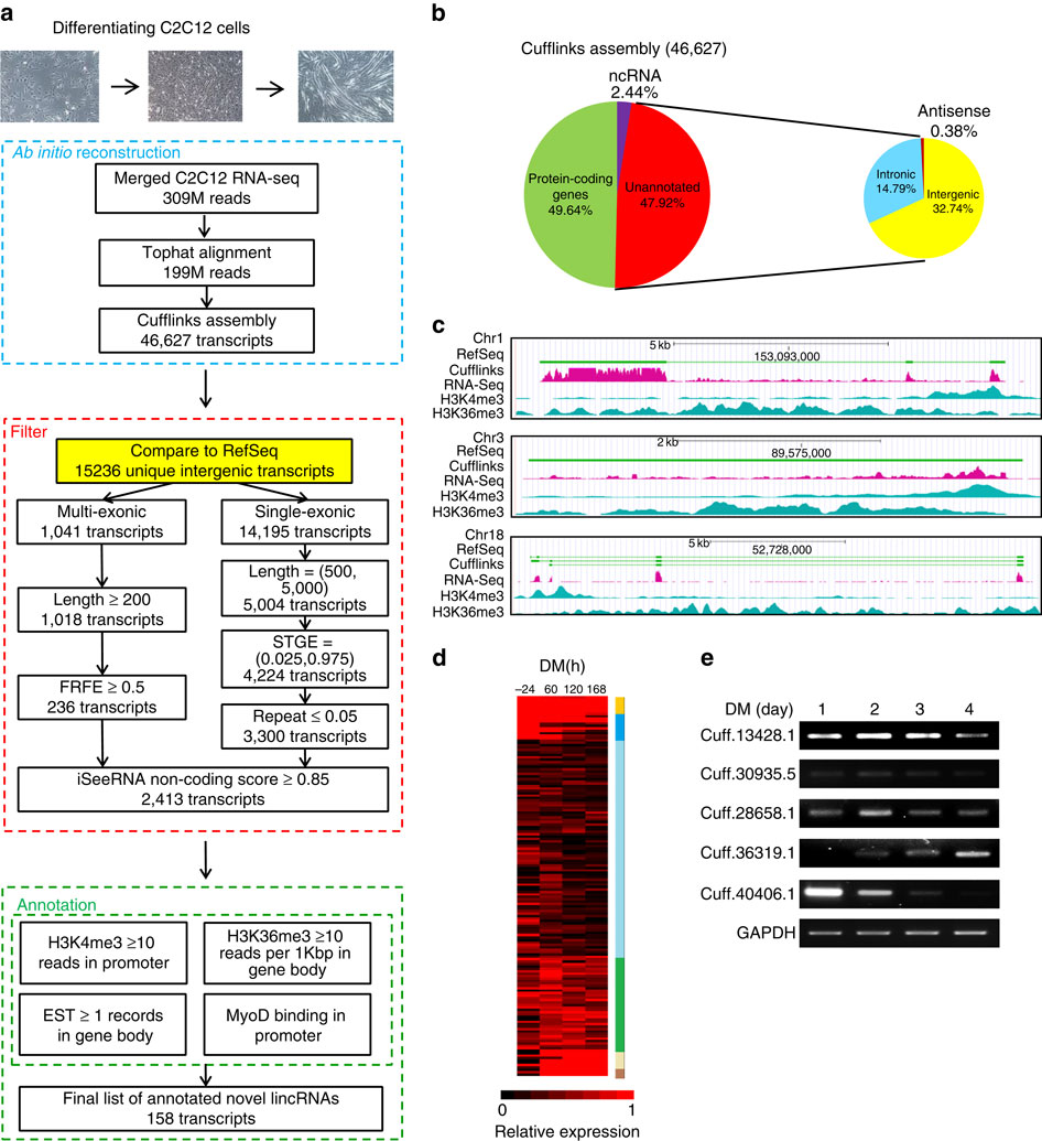 Linc-YY1 promotes myogenic differentiation and muscle regeneration ...