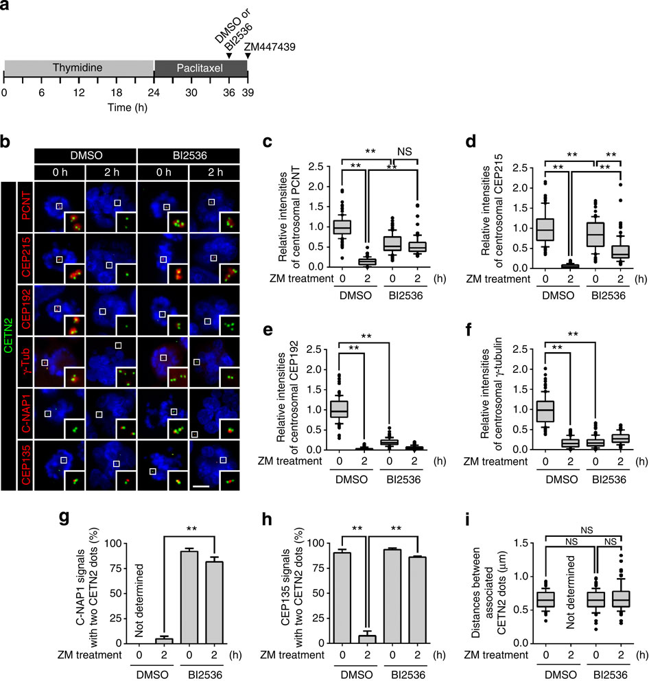 PLK1 regulation of PCNT cleavage ensures fidelity of centriole separation during mitotic exit ...