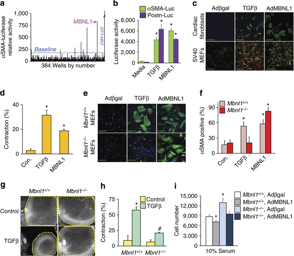 MBNL1介导的分化RNA调控促进成肌纤维细胞转化和纤维化反应。,Nature Communications - X-MOL