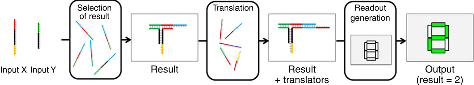 A DNA-based system for selecting and displaying the combined result of two input variables ...