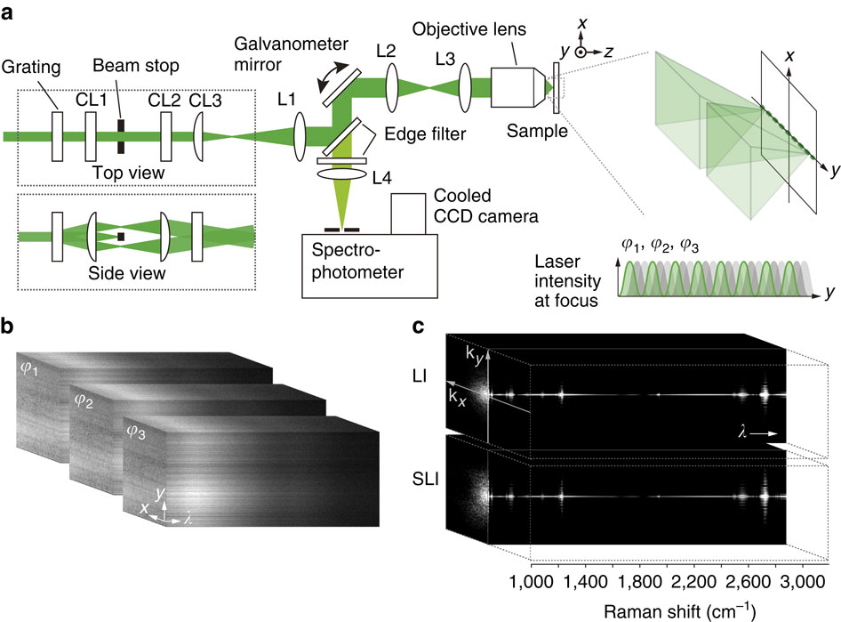 Structured line illumination Raman microscopy.,Nature Communications ...