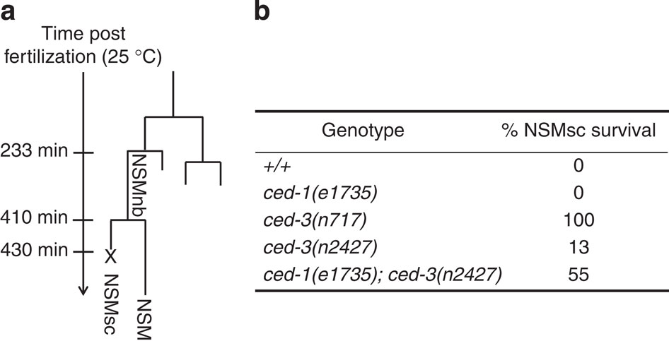 Engulfment pathways promote programmed cell death by enhancing the ...