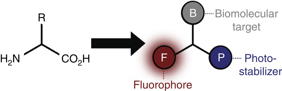 A simple and versatile design concept for fluorophore derivatives with ...