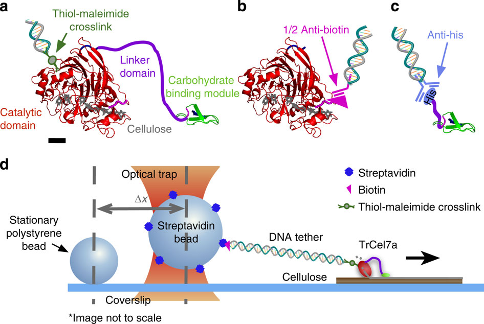 Cellobiohydrolase 1 from Trichoderma reesei degrades cellulose in ...