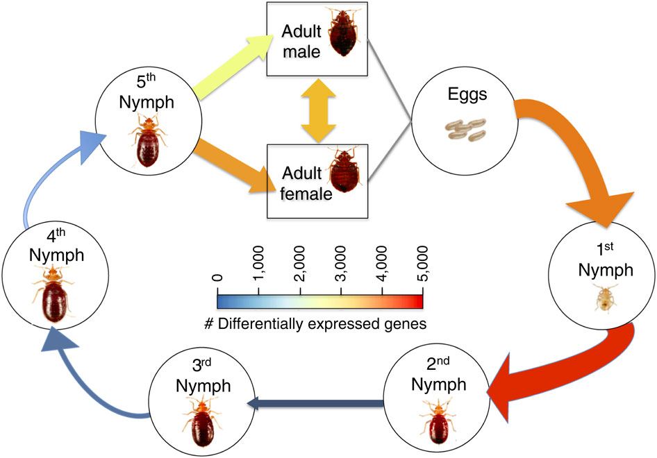 Genome assembly and geospatial phylogenomics of the bed bug Cimex ...