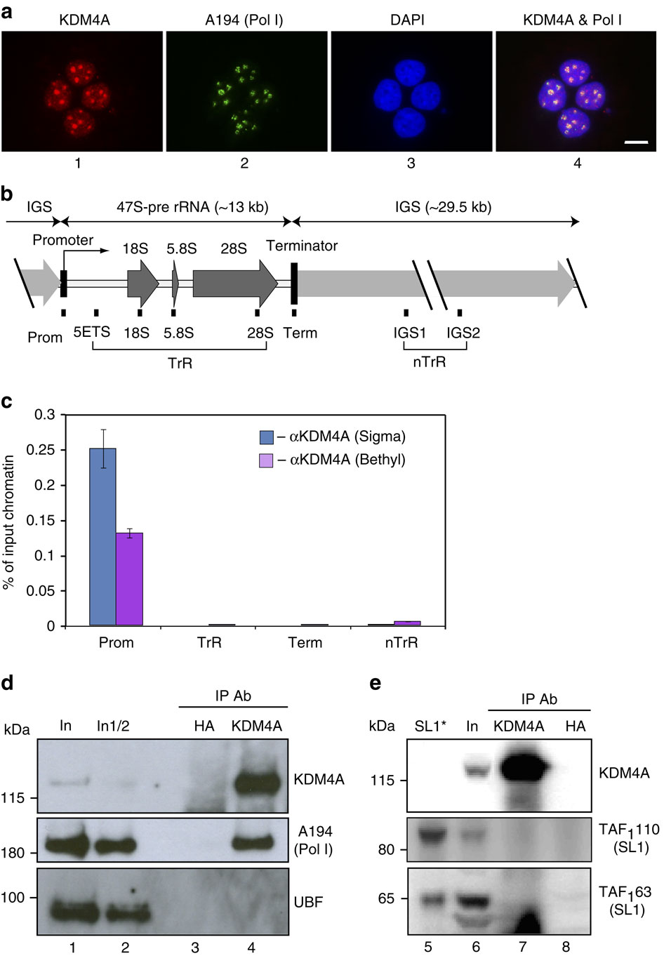 组蛋白去甲基化酶 JMJD2A/KDM4A 将核糖体 RNA 转录与营养物质和生长因子的可用性联系起来。,Nature ...