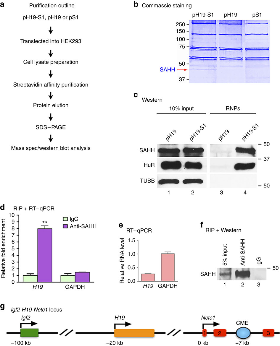 H19 lncRNA alters DNA methylation genome wide by regulating S ...