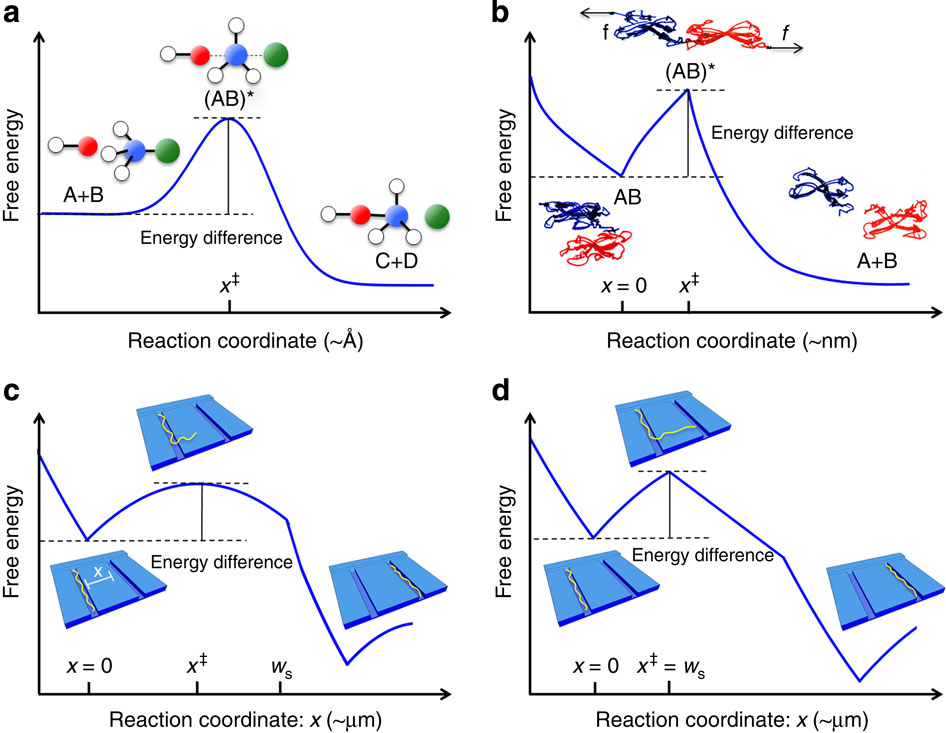 Transition state theory demonstrated at the micron scale with out-of ...