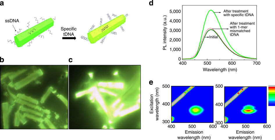Bio-recognitive photonics of a DNA-guided organic semiconductor.,Nature ...