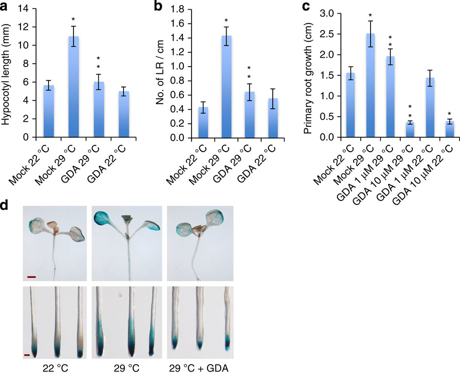 HSP90 regulates temperature-dependent seedling growth in Arabidopsis by ...