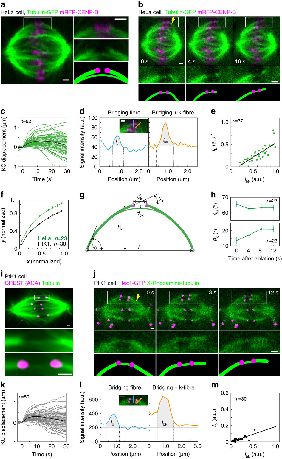 Overlap microtubules link sister k-fibres and balance the forces on bi ...