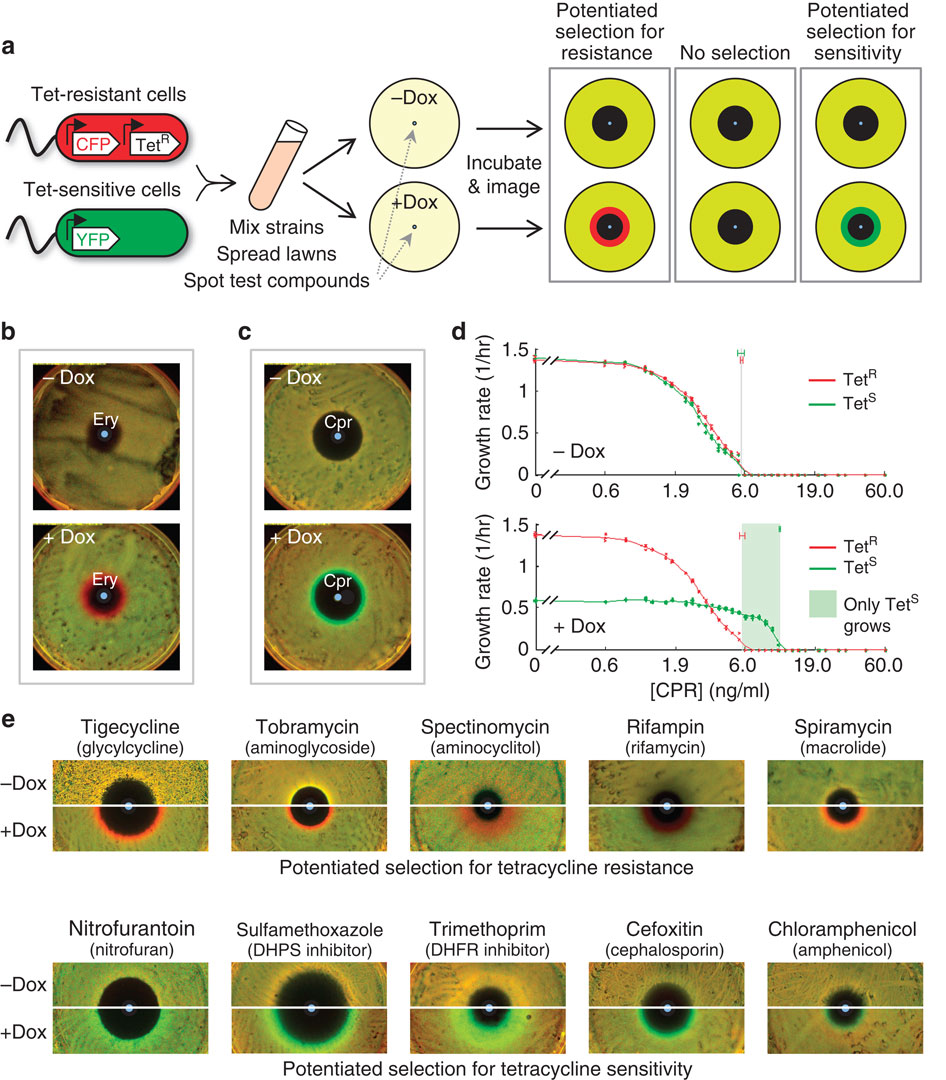 Pervasive selection for and against antibiotic resistance in ...