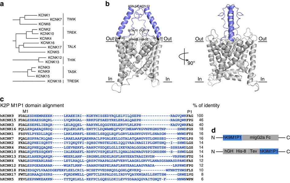 A monoclonal antibody against KCNK9 K(+) channel extracellular domain ...