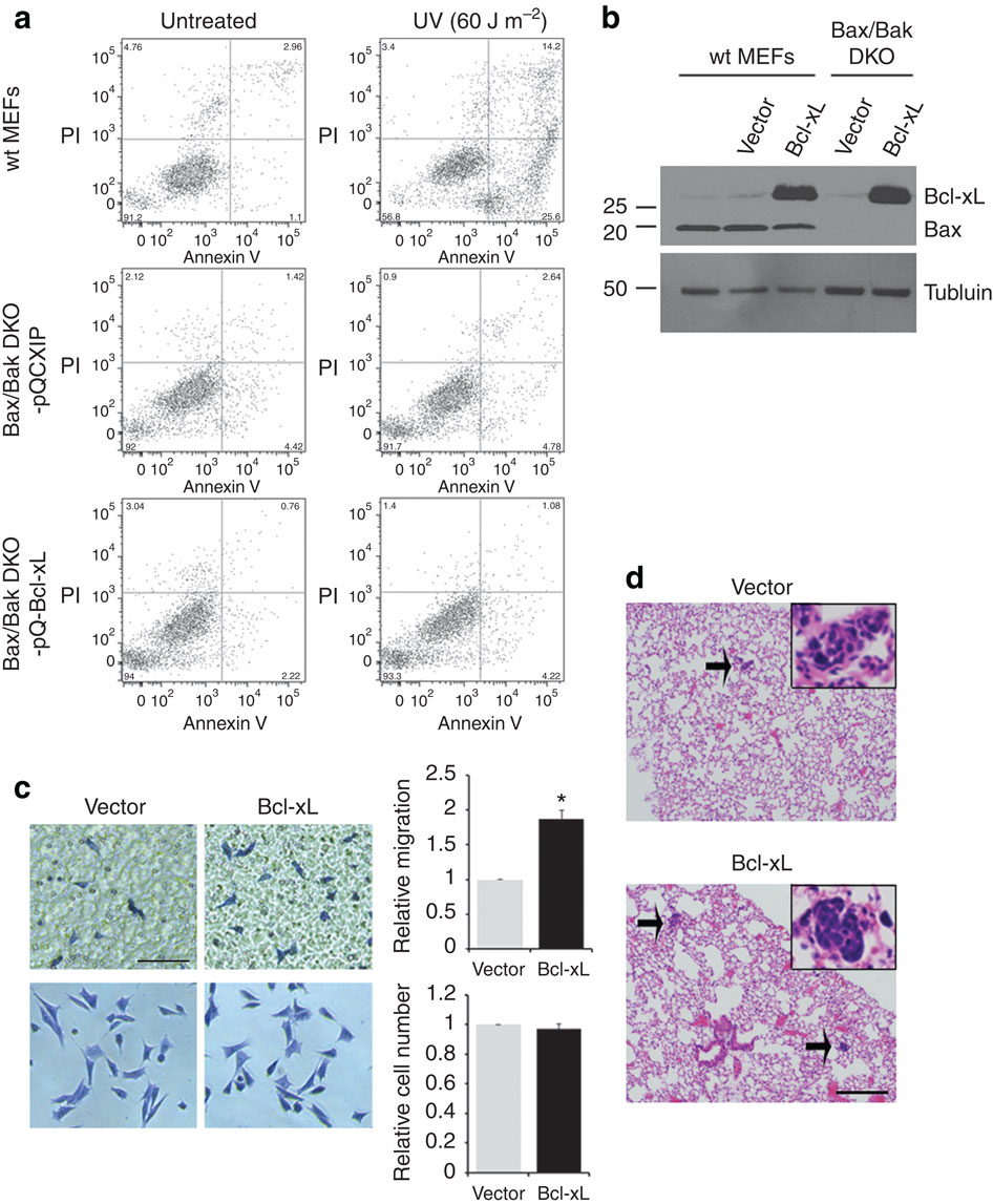 Bcl-xL促进转移而与其抗凋亡活性无关。,Nature Communications - X-MOL