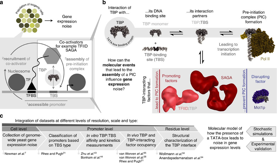 Affinity and competition for TBP are molecular determinants of gene ...