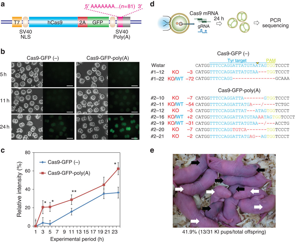 ssODN介导的CRISPR-Cas敲入，用于受精卵中的大基因组区域。,Nature Communications - X-MOL