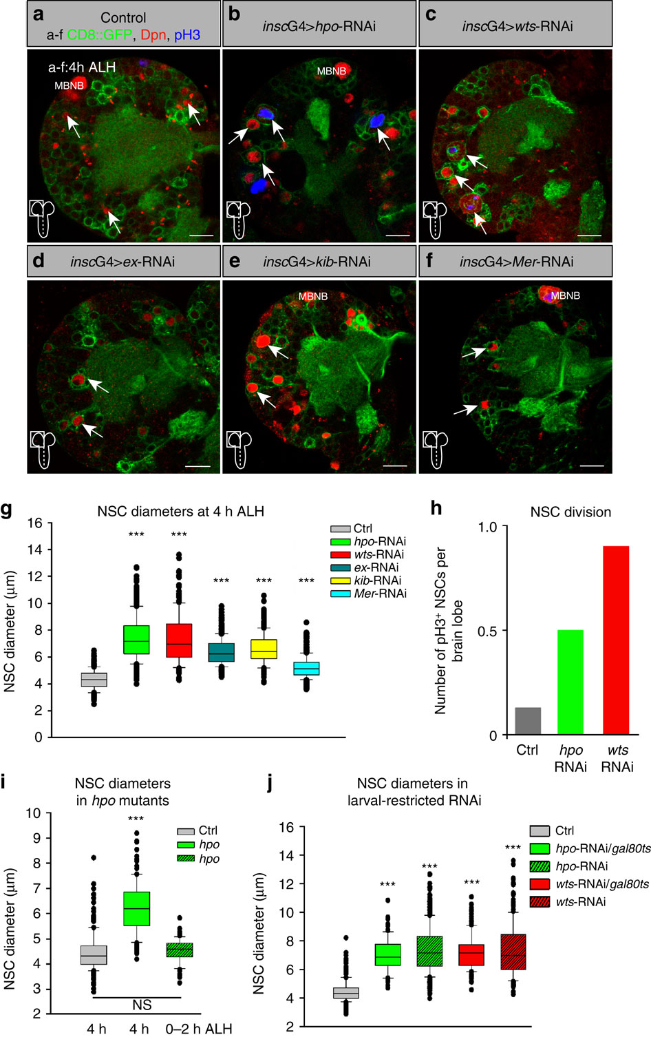 河马信号通路在果蝇神经干细胞中保持静止。,Nature Communications - X-MOL