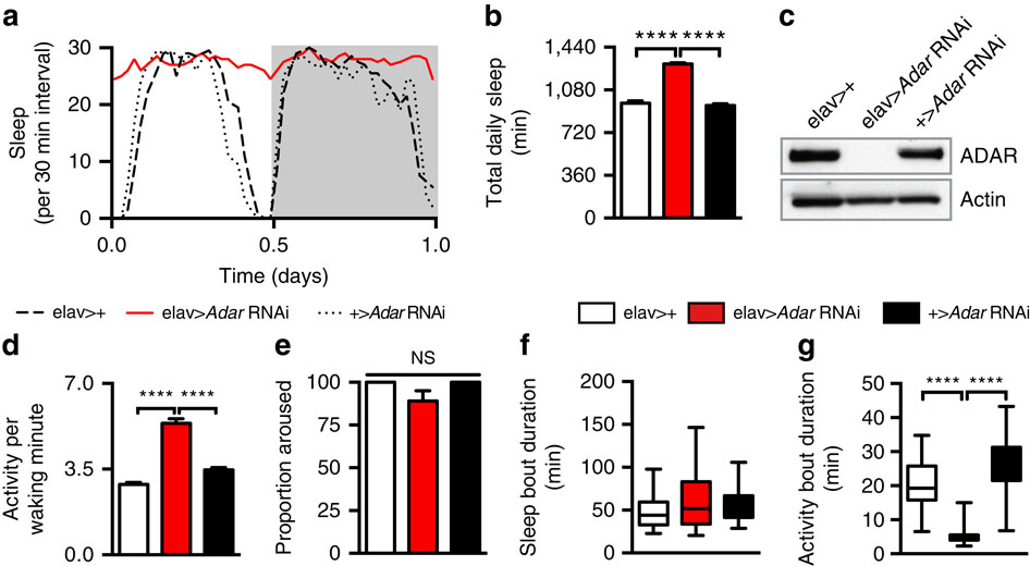 ADAR-mediated RNA editing suppresses sleep by acting as a brake on ...