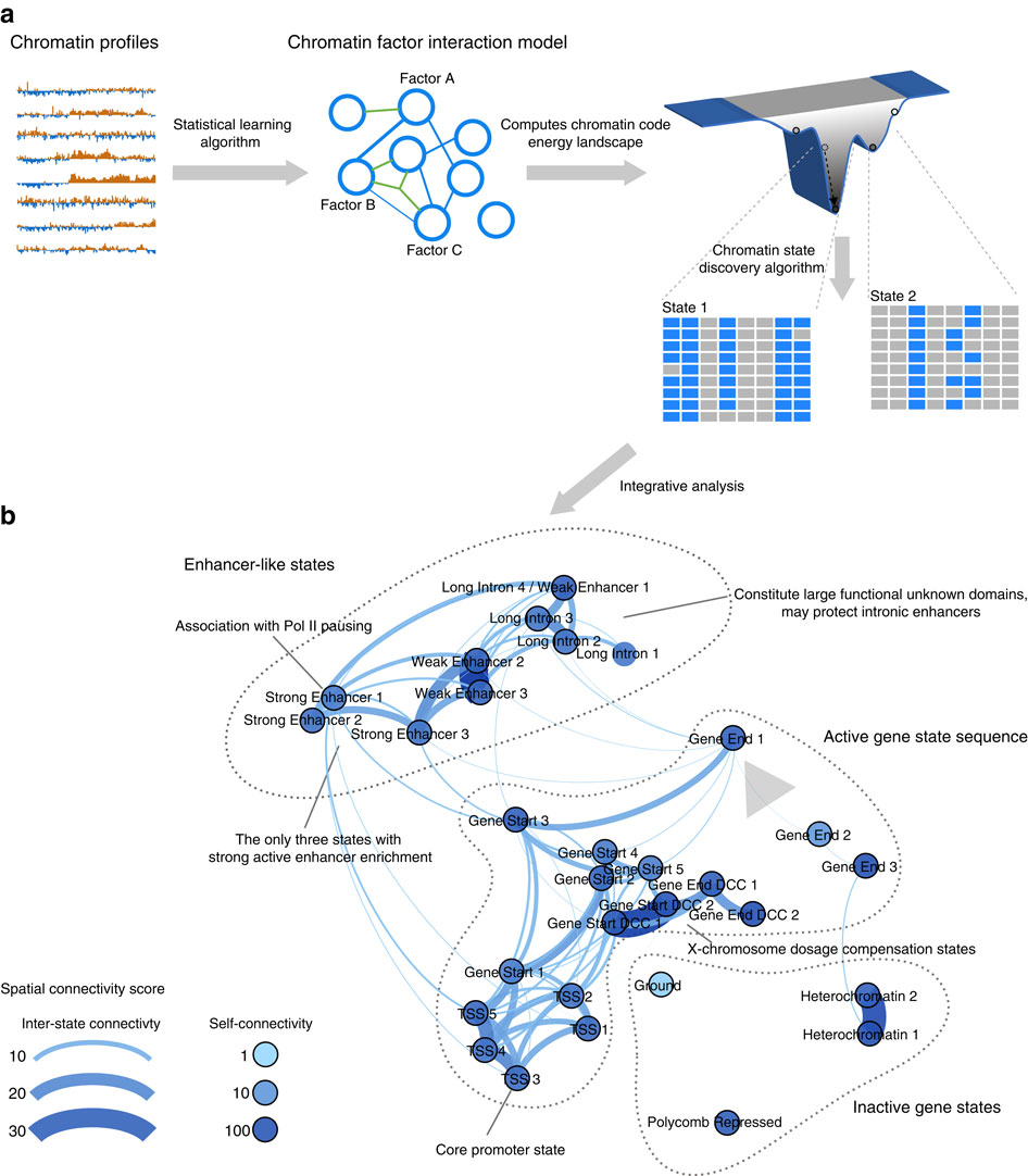 Probabilistic modelling of chromatin code landscape reveals functional ...