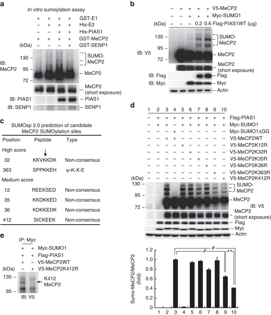 MeCP2 SUMOylation可拯救Rett综合征小鼠模型中Mecp2突变体诱导的行为缺陷。,Nature Communications ...