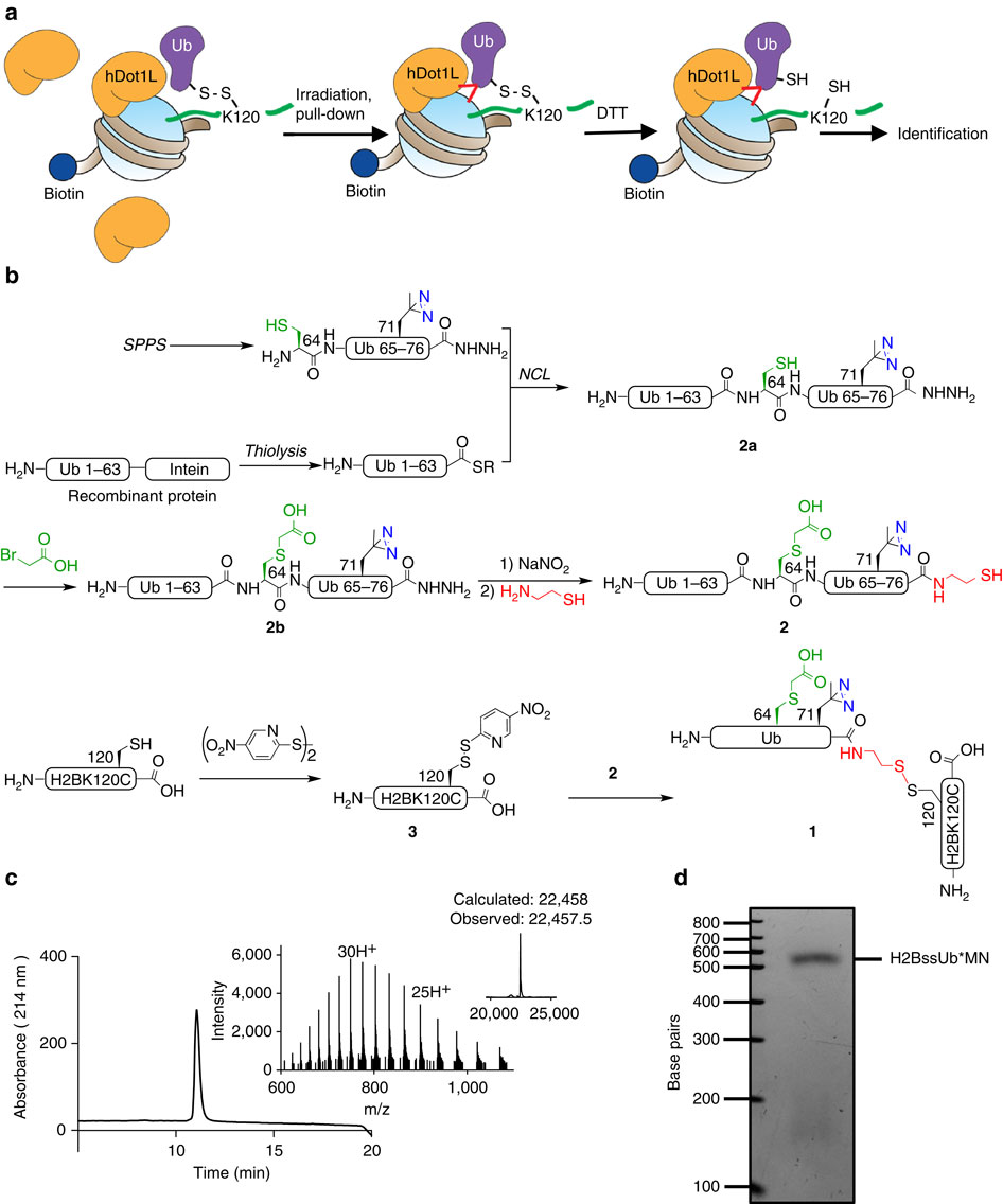 Evidence that ubiquitylated H2B corrals hDot1L on the nucleosomal ...