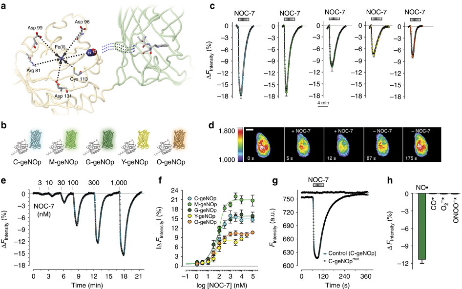 Development of novel FP-based probes for live-cell imaging of nitric ...