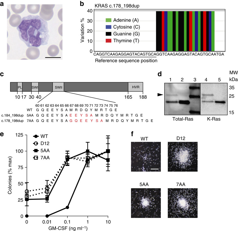 KRAS insertion mutations are oncogenic and exhibit distinct functional ...