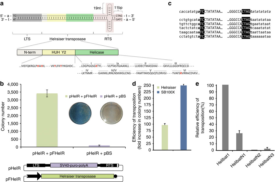 A Helitron transposon reconstructed from bats reveals a novel mechanism ...