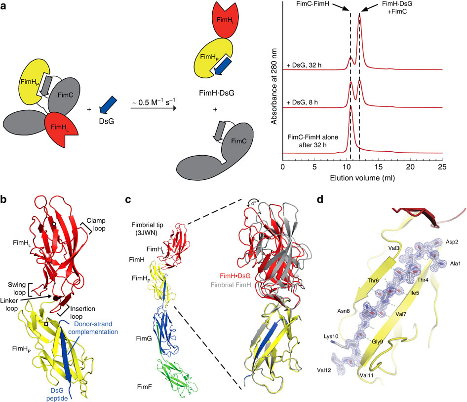 Catch-bond mechanism of the bacterial adhesin FimH.,Nature ...