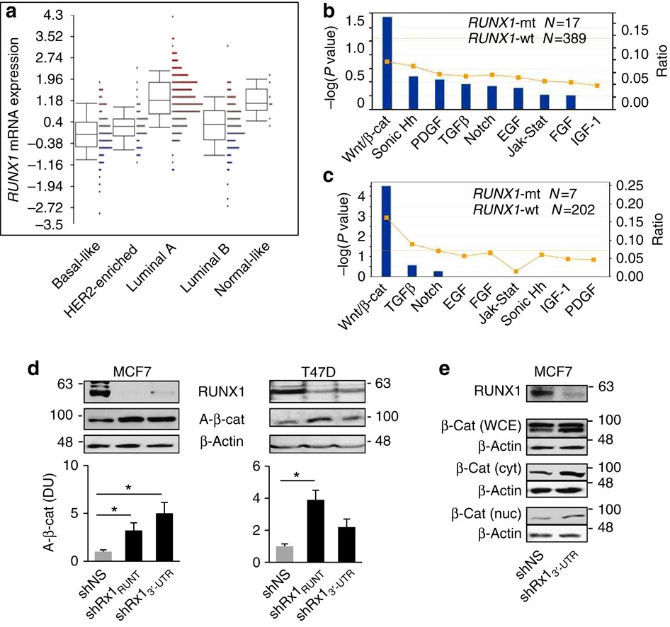 RUNX1 prevents oestrogen-mediated AXIN1 suppression and β-catenin activation in ER-positive ...